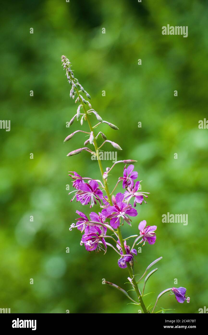 Pink flower spikes hi-res stock photography and images - Alamy