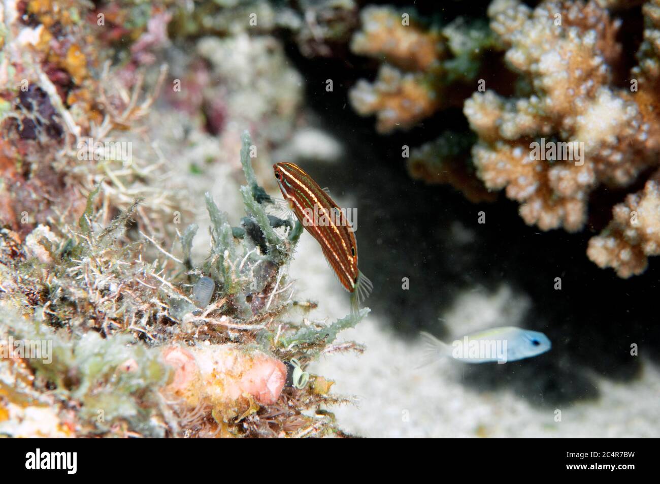 Initial phase of indian pinstriped wrasse, Halichoeres vrolikii, Mabul ...