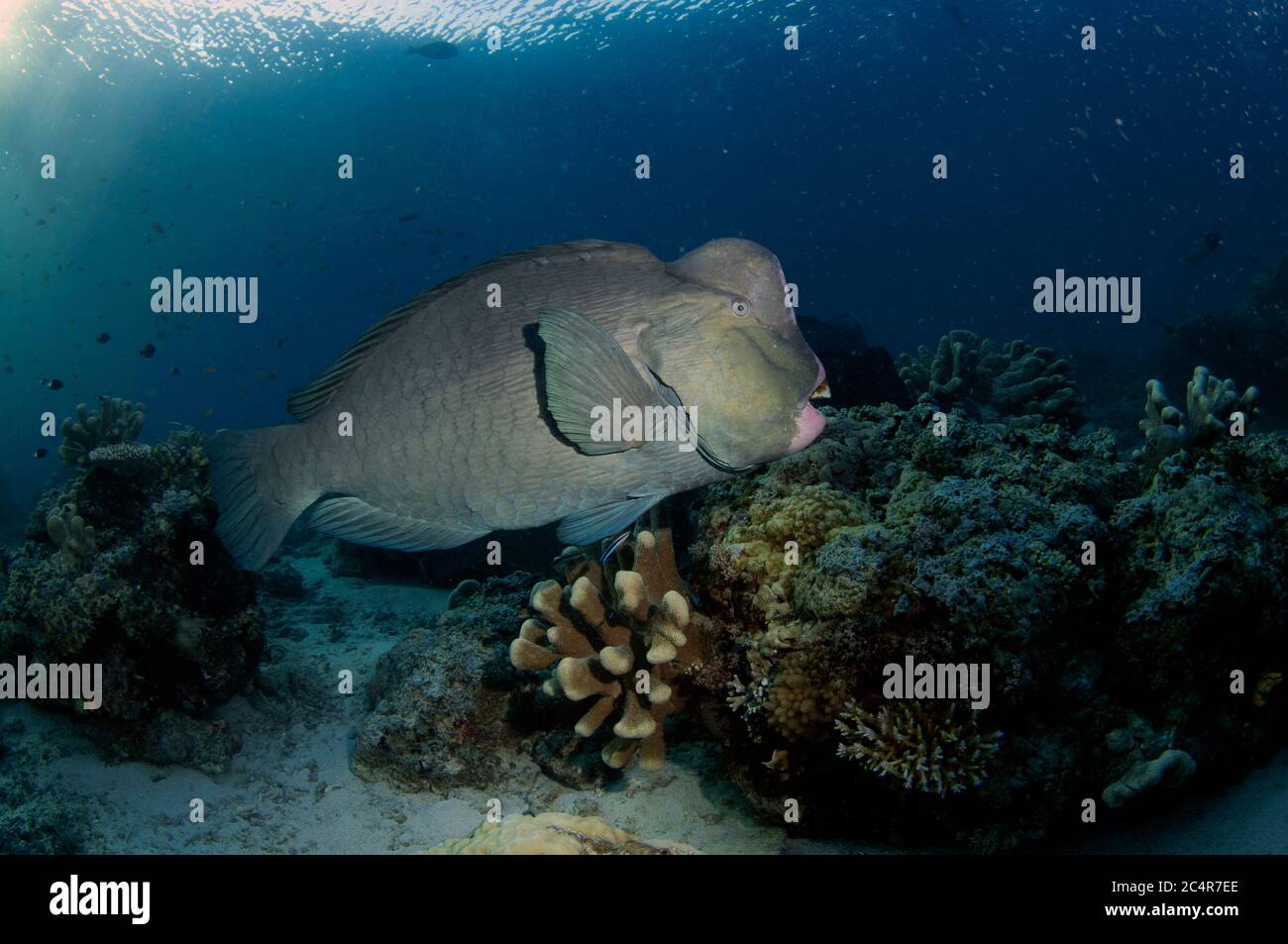 Bumphead parrotfish, Bulbometopon muricatum, Sipadan Island, Malaysia ...