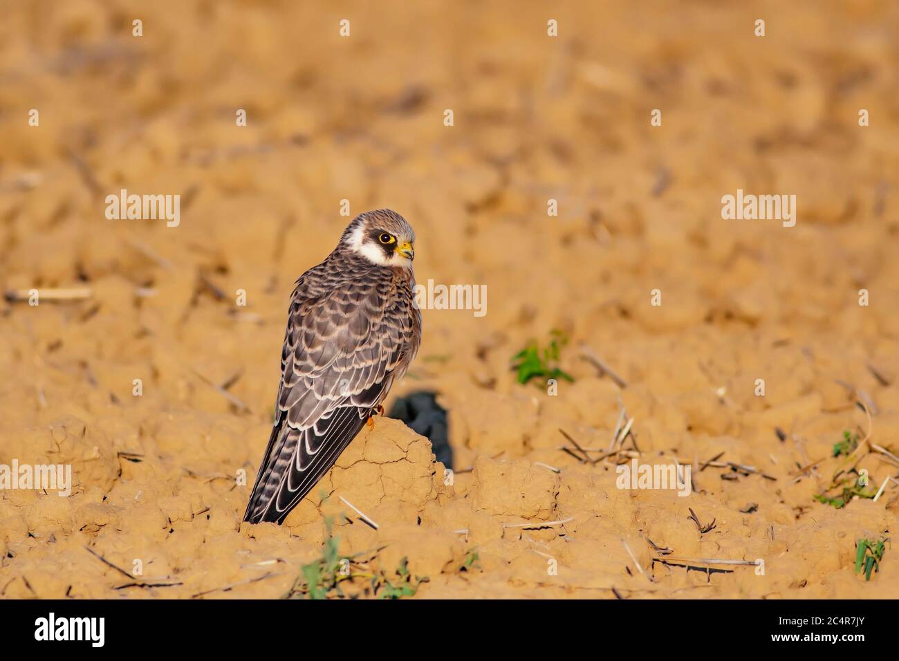 Falcon. Red footed Falcon. Falco vespertinus. Nature background Stock ...
