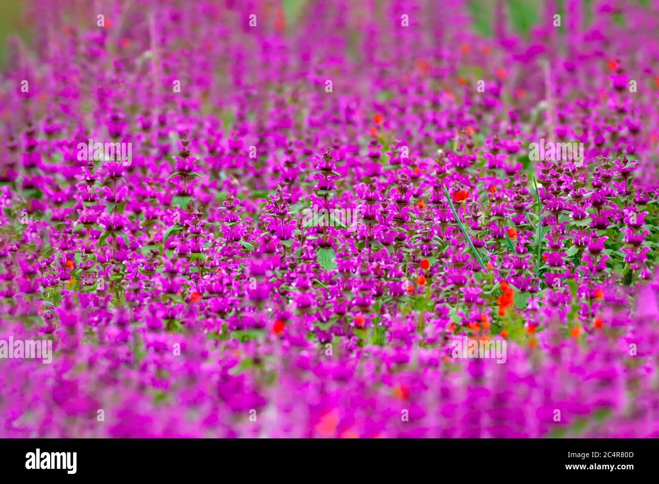 Purple wild flowers. Nature texture background Stock Photo - Alamy