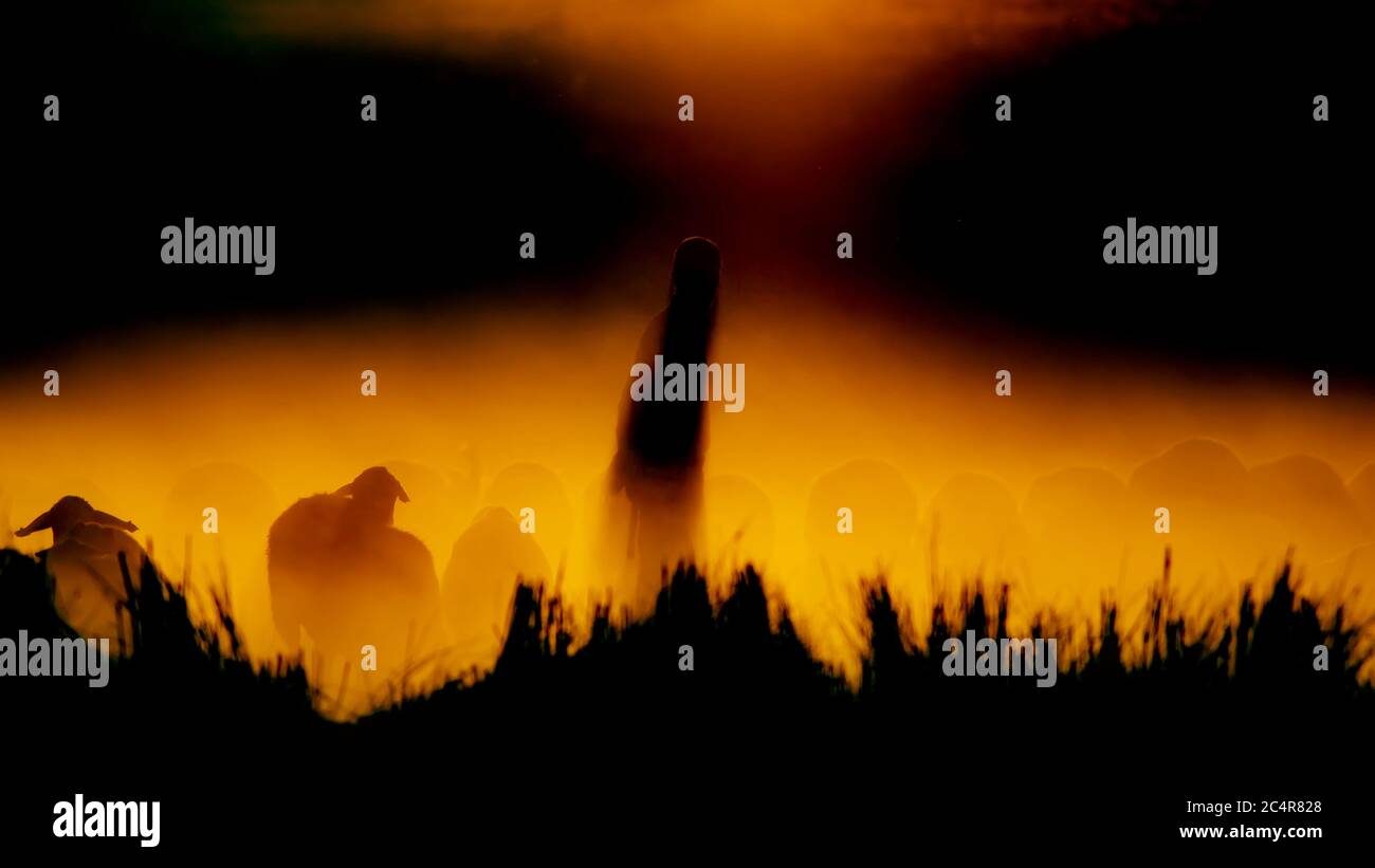 Sunset nature and shepherd. Sunset nature background. Sheeps and ...