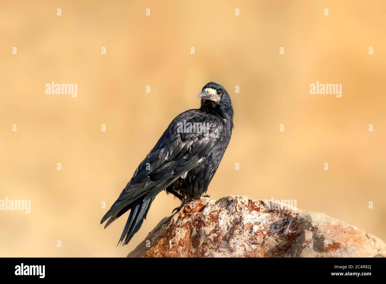 Rook habitat hi-res stock photography and images - Alamy