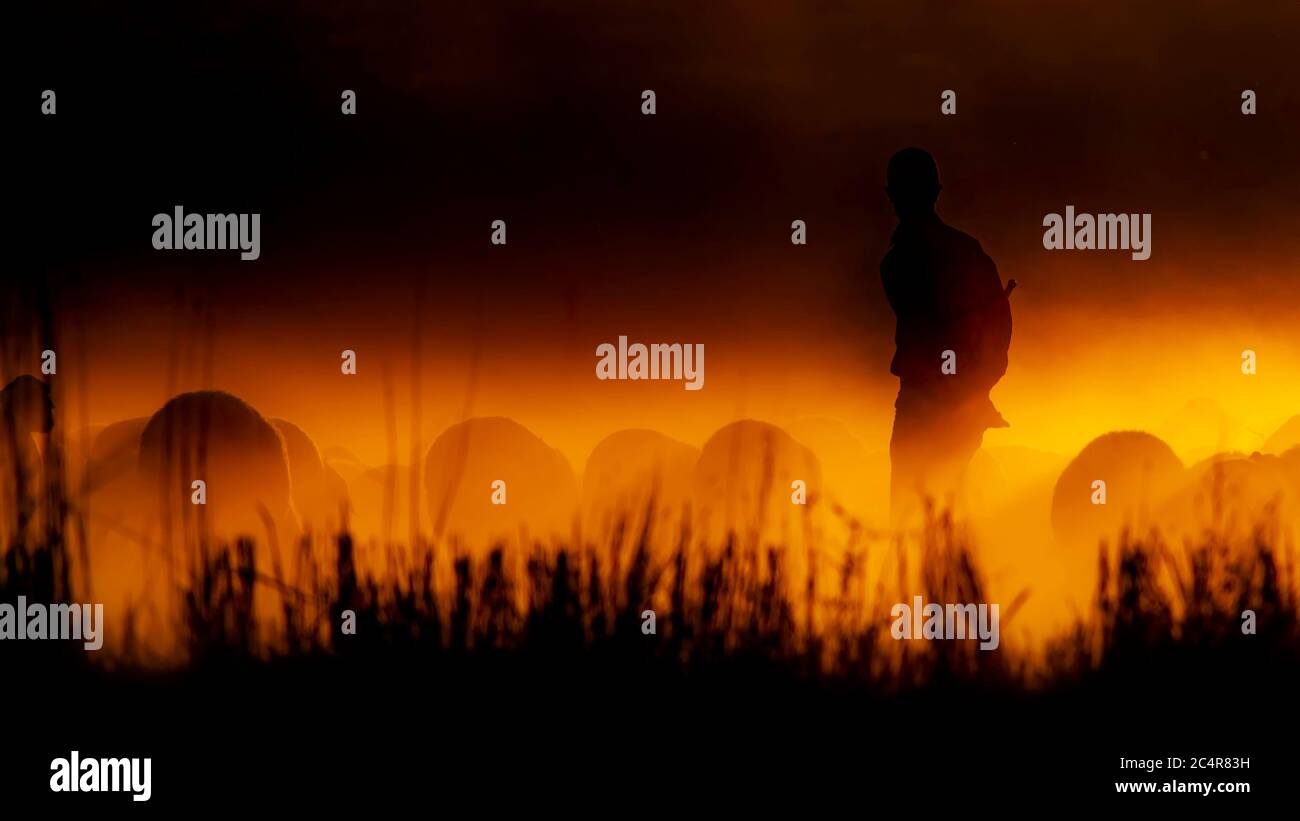 Sunset nature and shepherd. Sunset nature background. Sheeps and ...