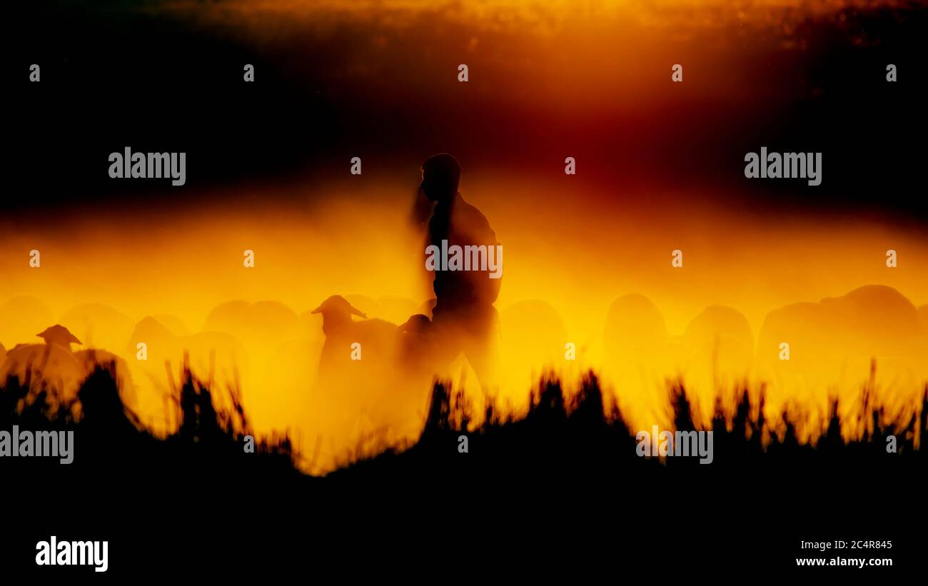 Sunset nature and shepherd. Sunset nature background. Sheeps and ...