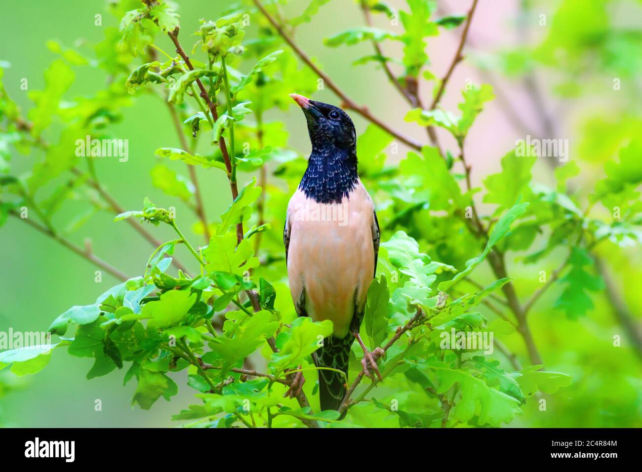 Rosy Starling. Pastor roseus. Green nature background Stock Photo - Alamy