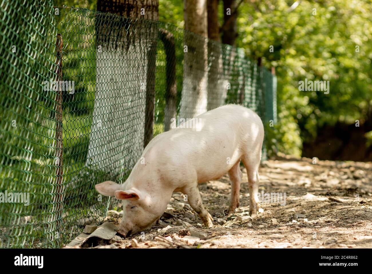 Group pigs animals farm walk hi-res stock photography and images - Alamy