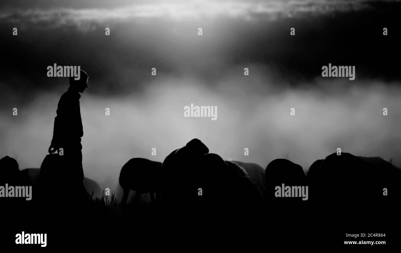 Sunset nature and shepherd. Sunset nature background. Sheeps and ...