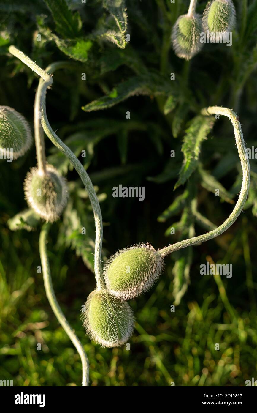 Not blooming poppy. Decorative poppy Stock Photo - Alamy
