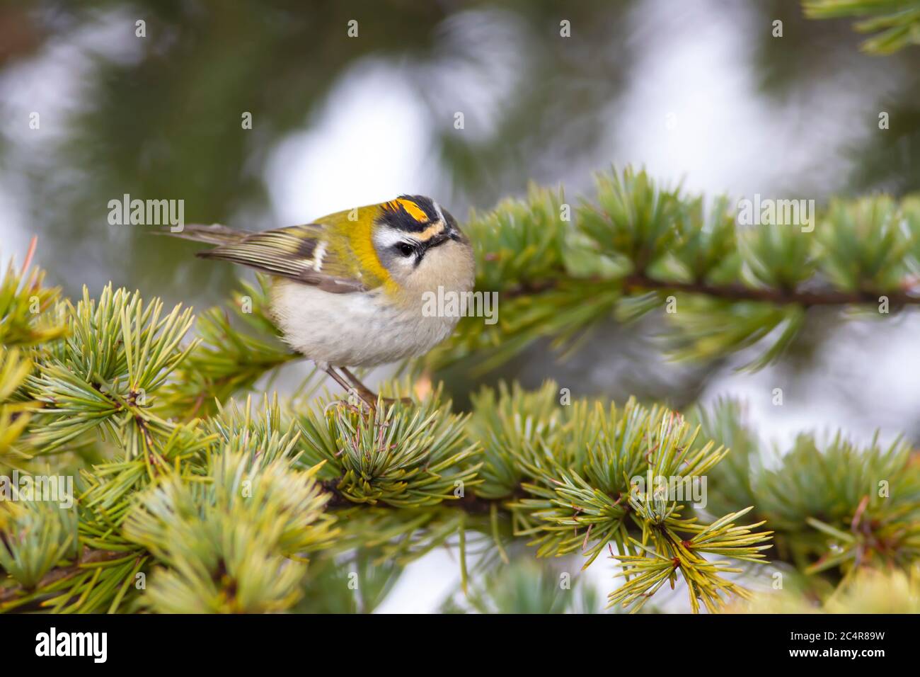 Cute little bird Firecrest. Green forest background. Bird: Common ...