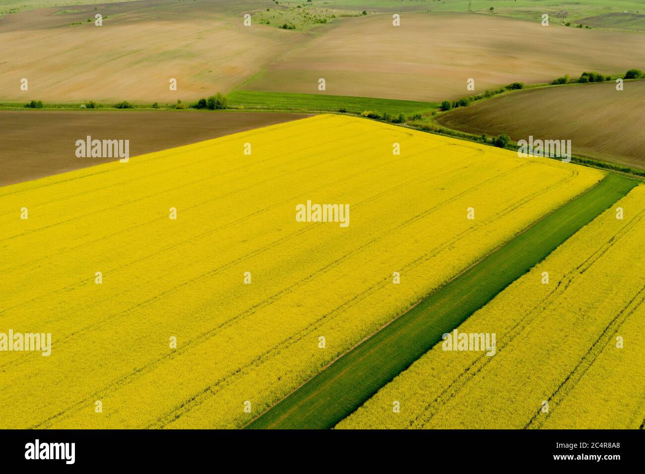 A field with flowering yellow oilseed rapeseed Stock Photo - Alamy