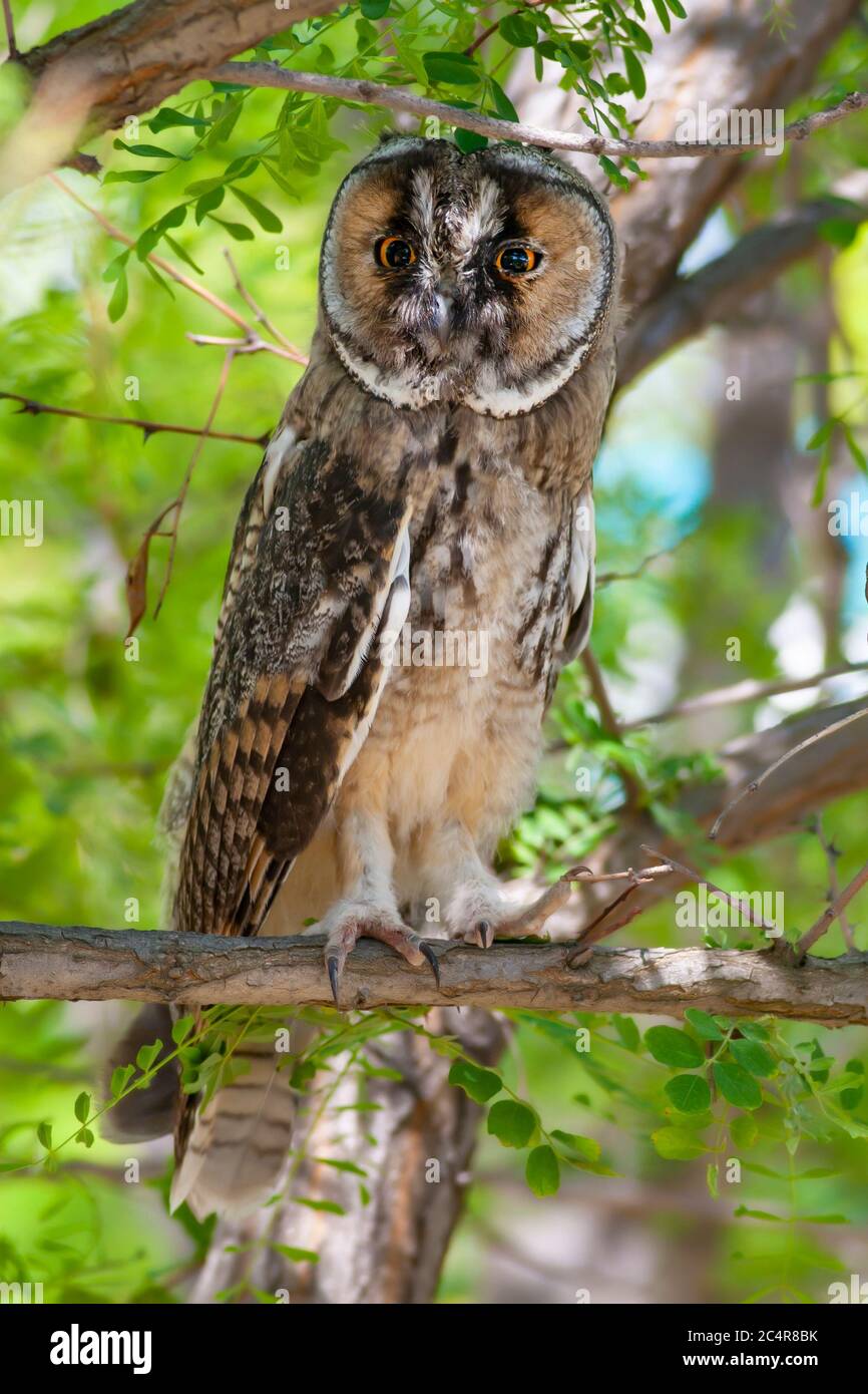Owl in tree. Green nature background. Bird: Long eared Owl. Asio otus ...