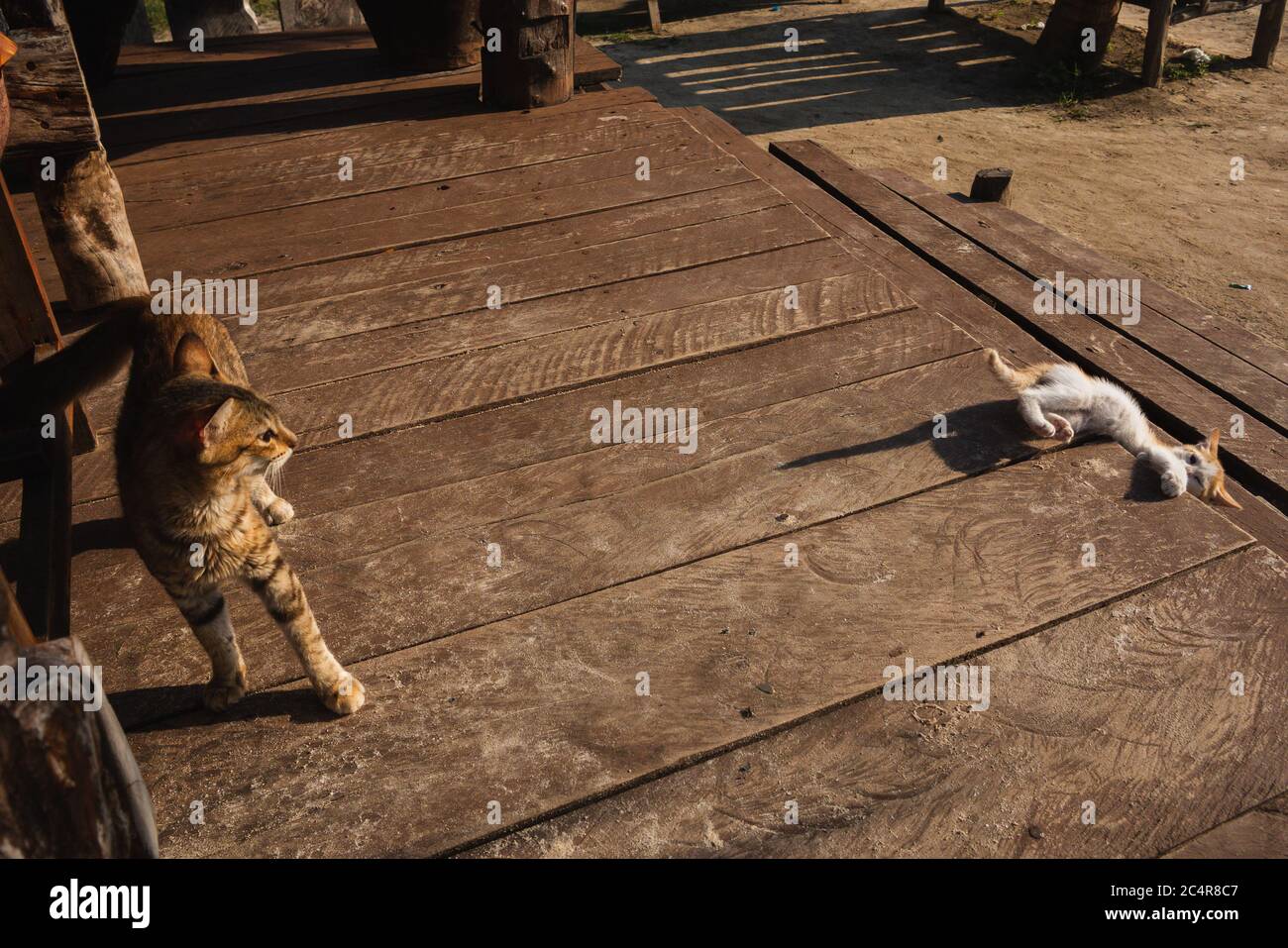 A comical scene of a kitten falling down a step as a larger cat watches ...