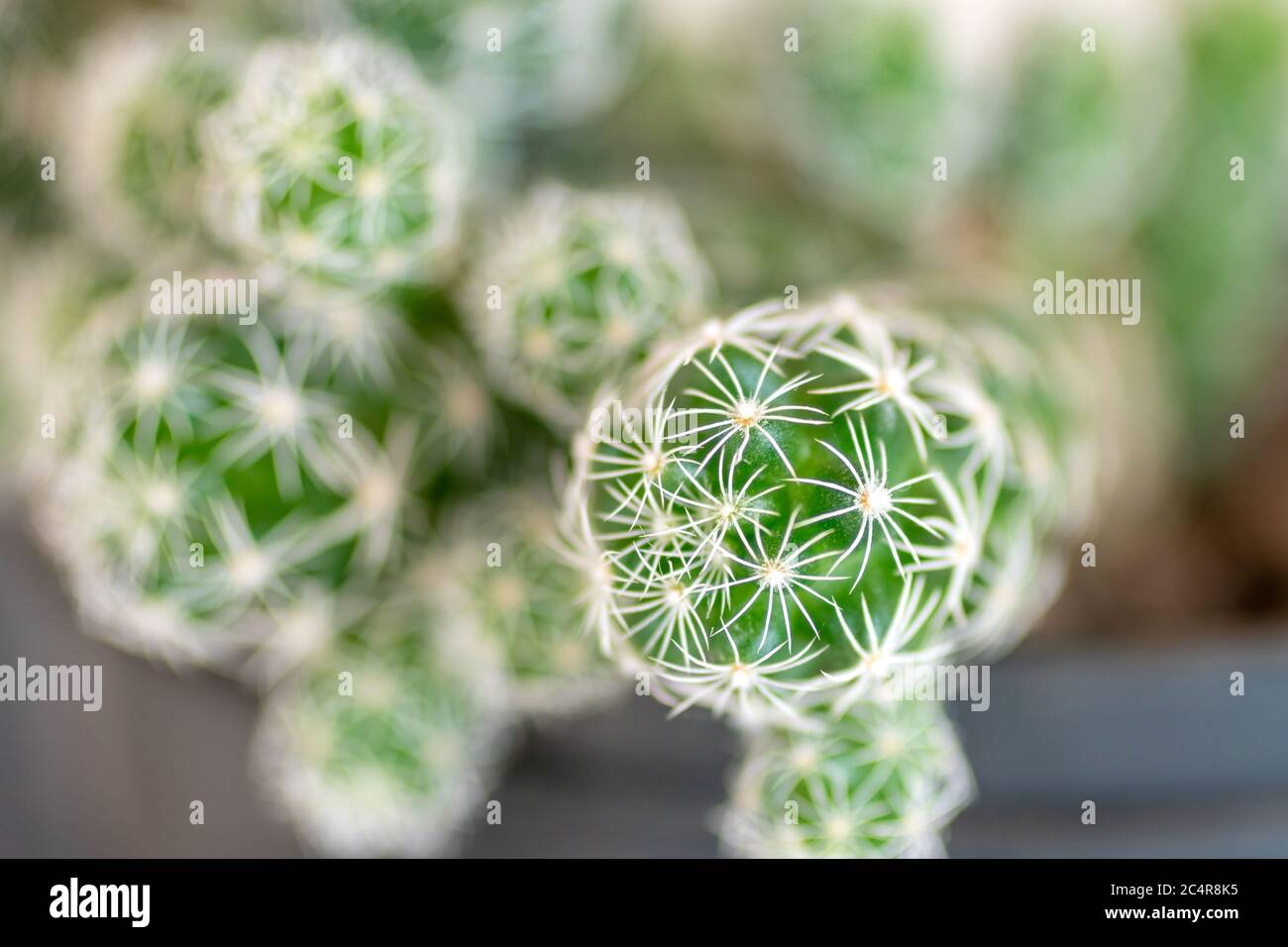 Long needle cactus hi-res stock photography and images - Alamy