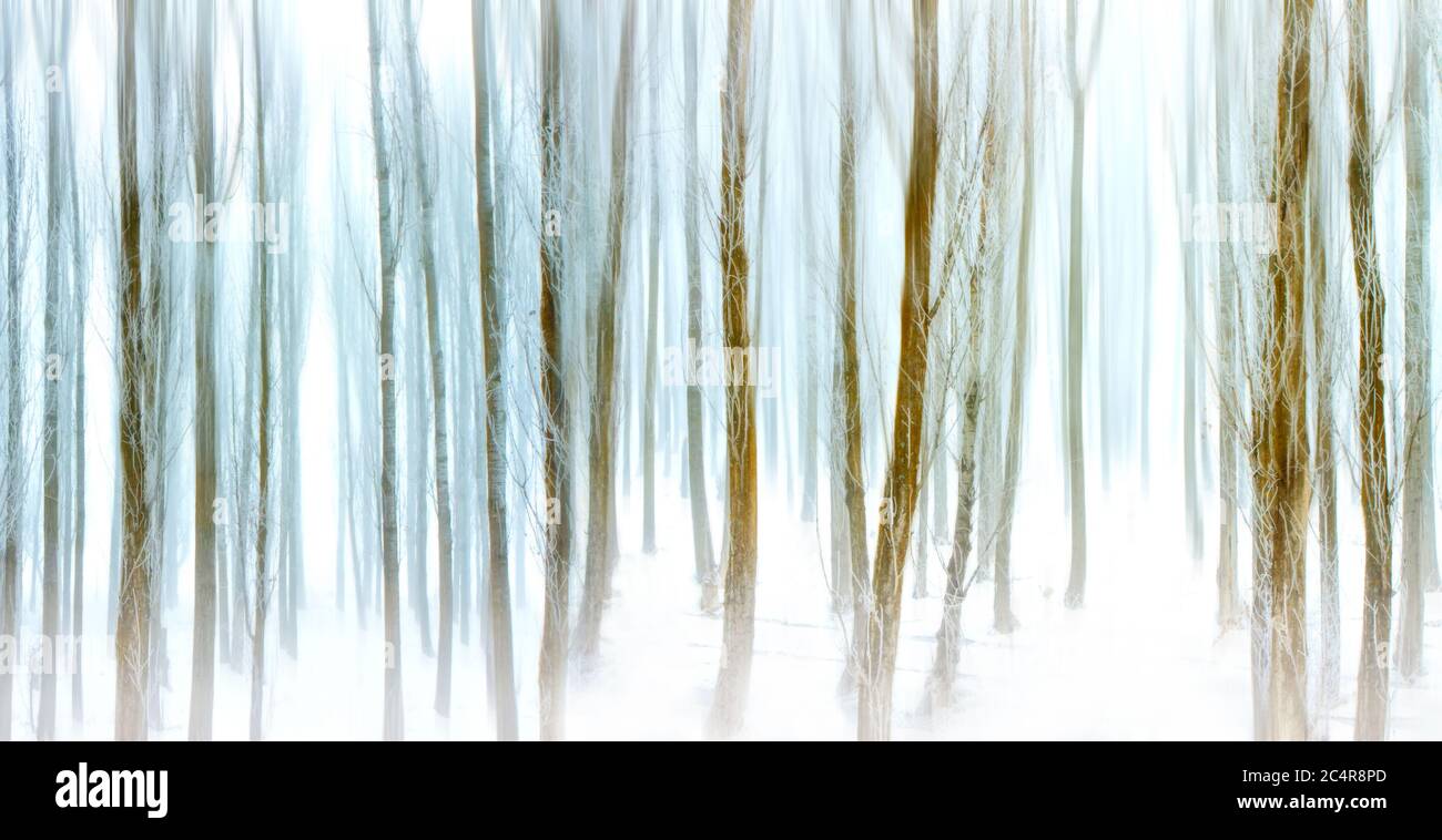 Winter, snow, fog and forest. Poplar trees. Winter nature background ...