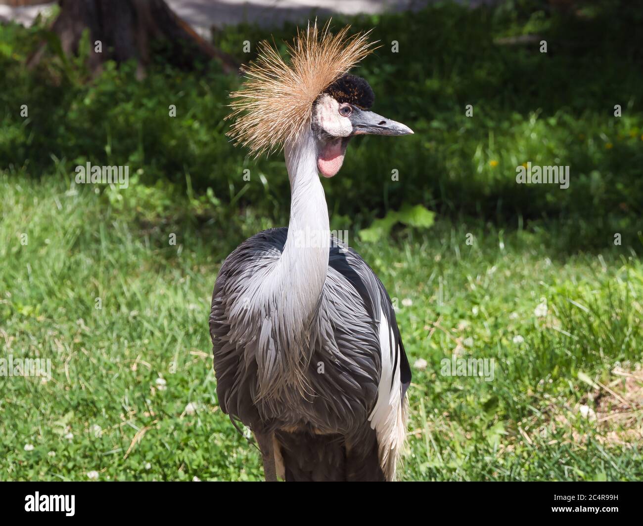 Beautiful Grey Crowned Crane Bird Stock Photo - Alamy