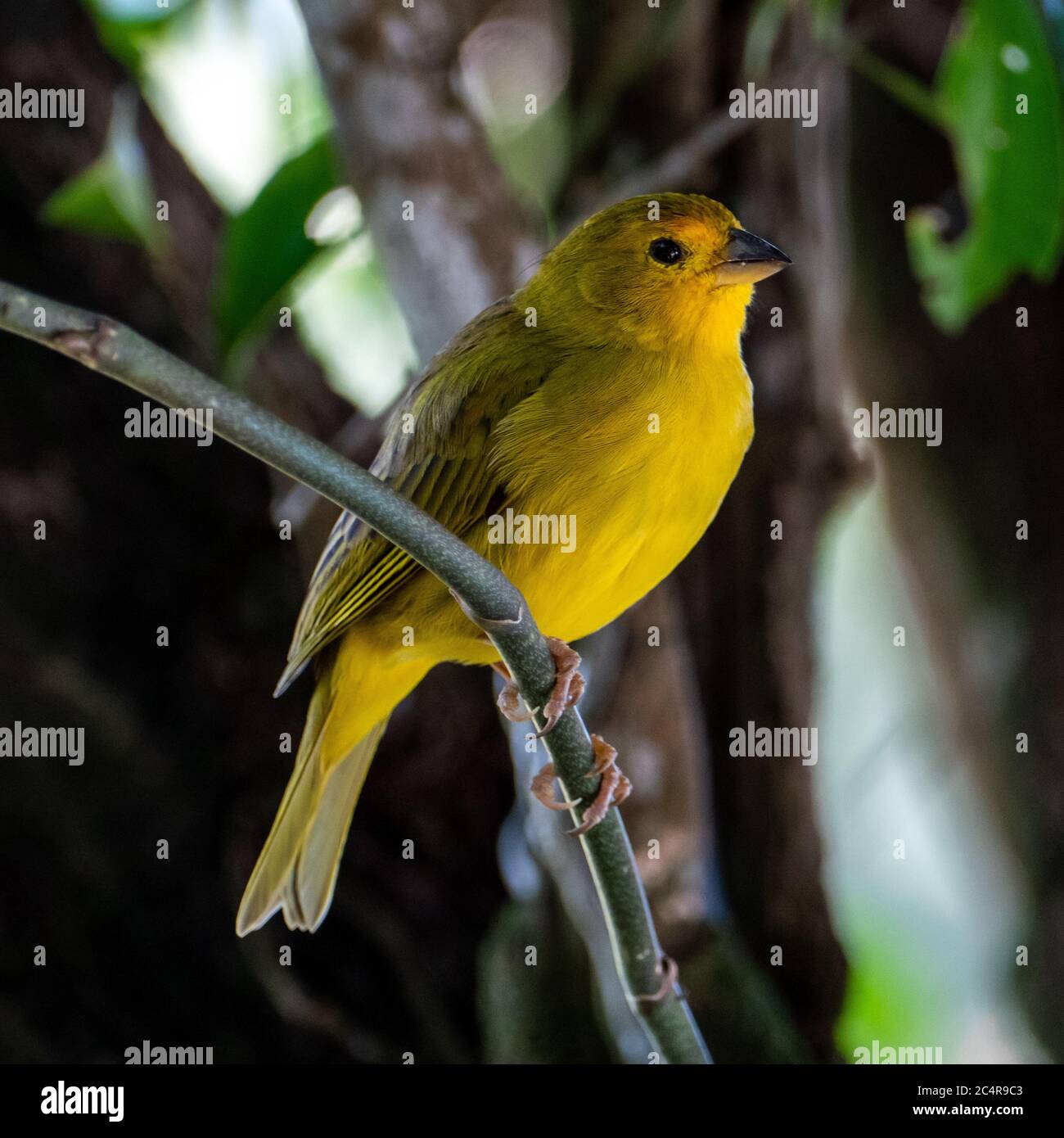 Atlantic Canary, a small Brazilian wild bird.The yellow canary ...