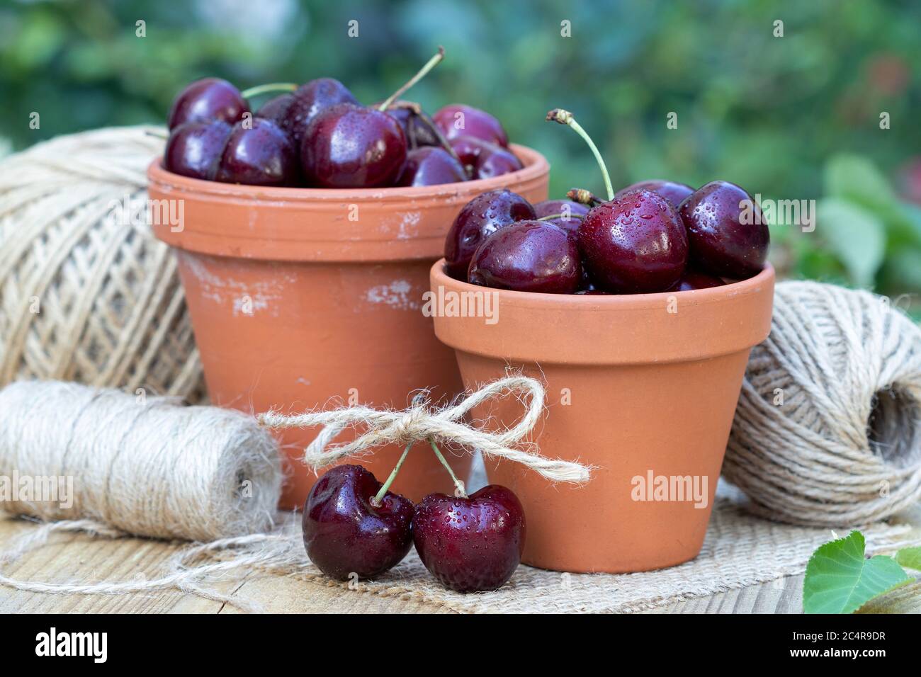 fresh sweet cherries in terracotta pot Stock Photo - Alamy