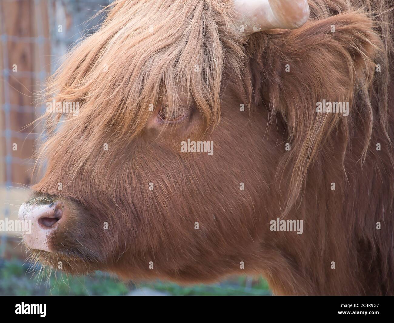 Brown bull highland cattle, highland cow, closeup. Other names Long ...
