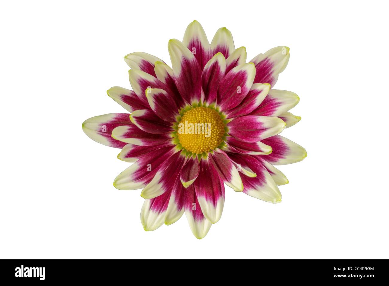 Flower head / bloom cut-out Stock Photo - Alamy