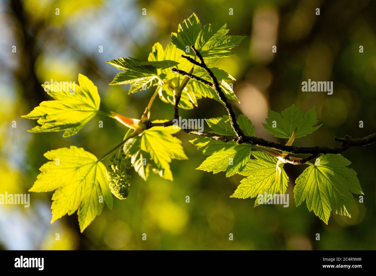 Cycle of new growth hi-res stock photography and images - Alamy