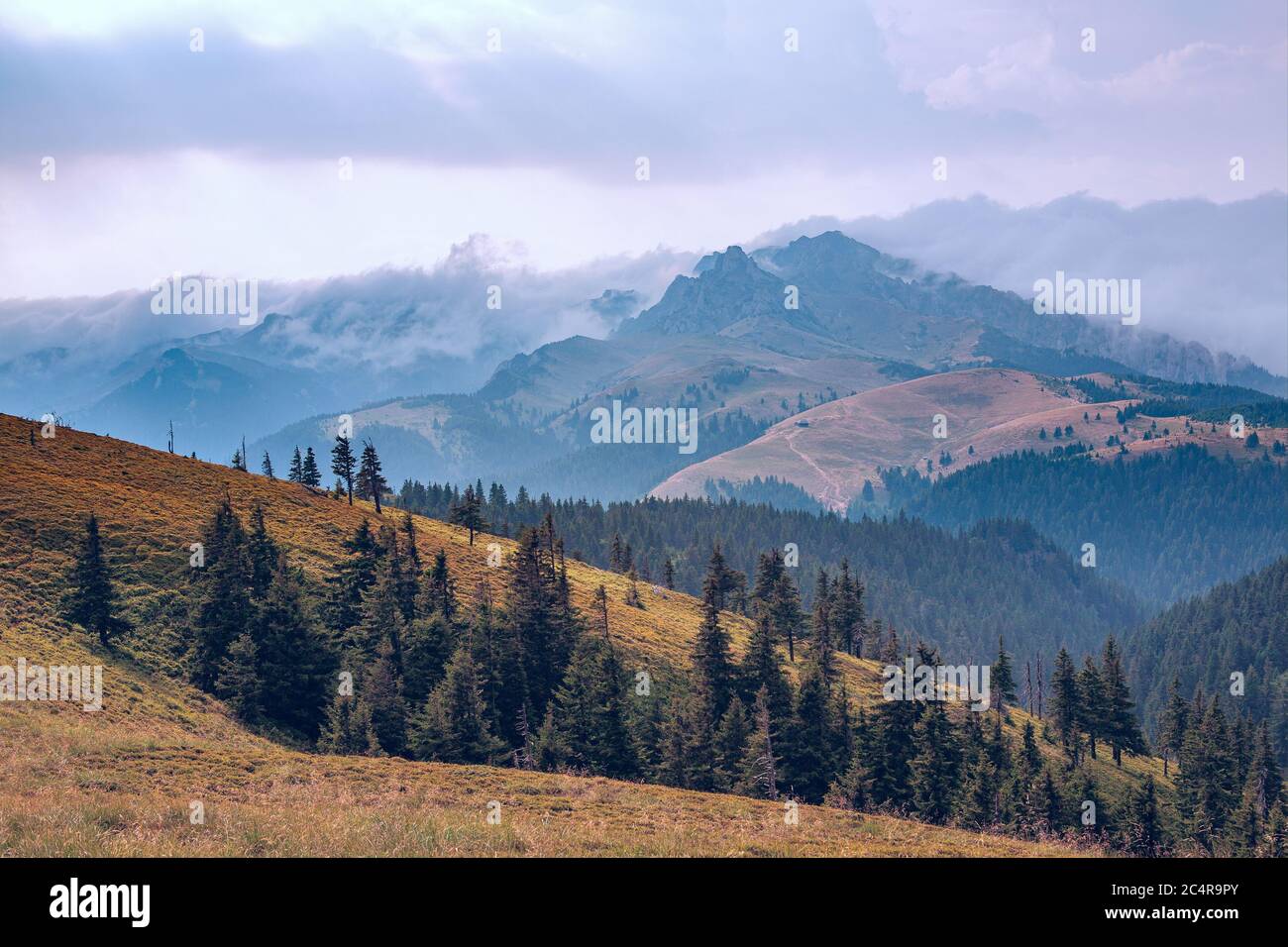 A beautiful mountain landscape with fir trees, mountain peaks and a ...