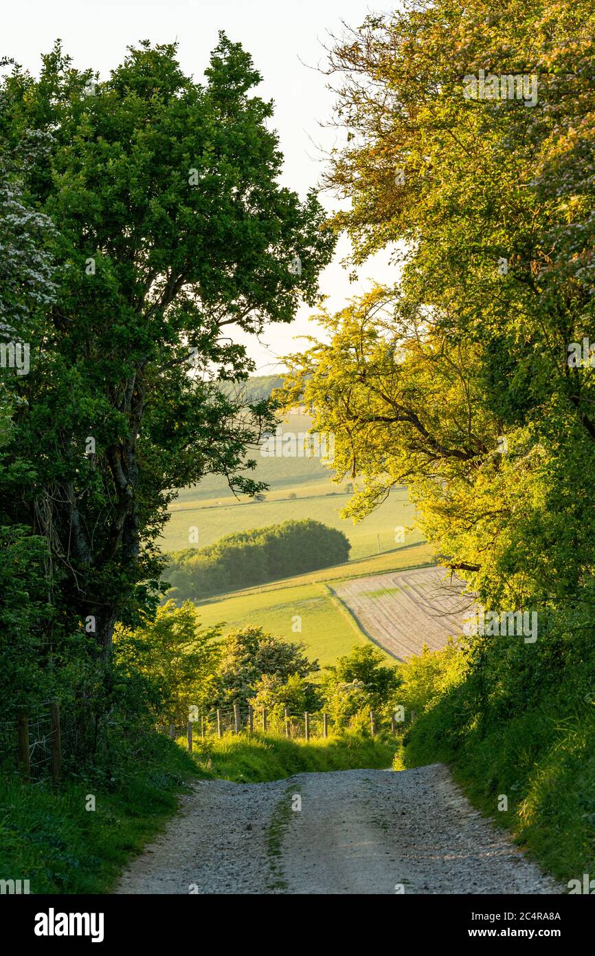Chalk path on Church Hill in the South Downs National Park near Findon ...