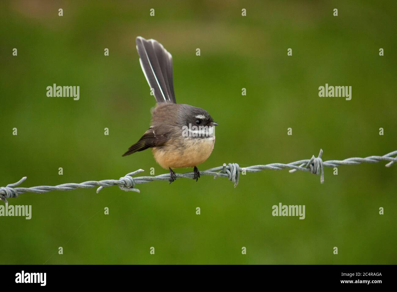 Fantail Bird sitting on barbed wire fence Stock Photo - Alamy