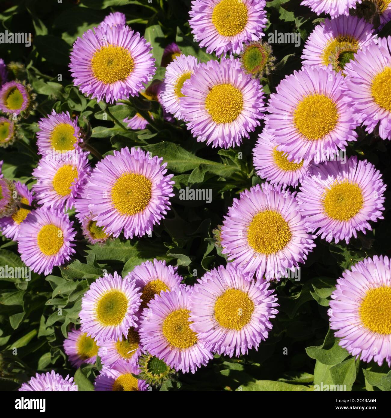 Seaside daisy hi-res stock photography and images - Alamy