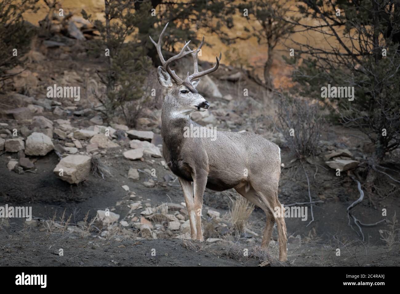 Mule deer trophy hi-res stock photography and images - Alamy