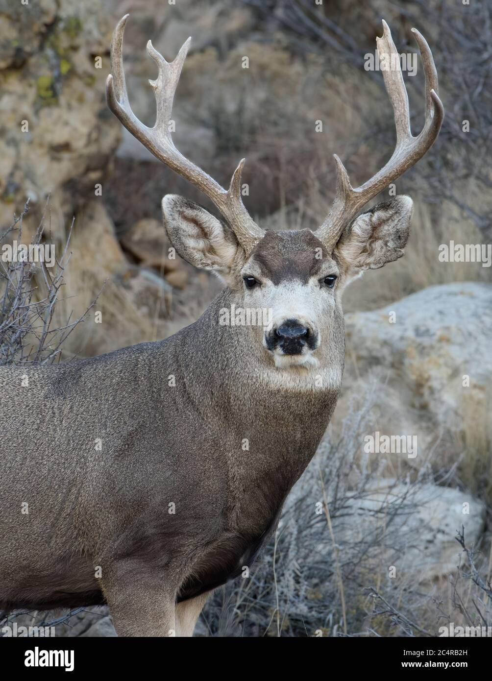 Male mule deer buck hi-res stock photography and images - Alamy