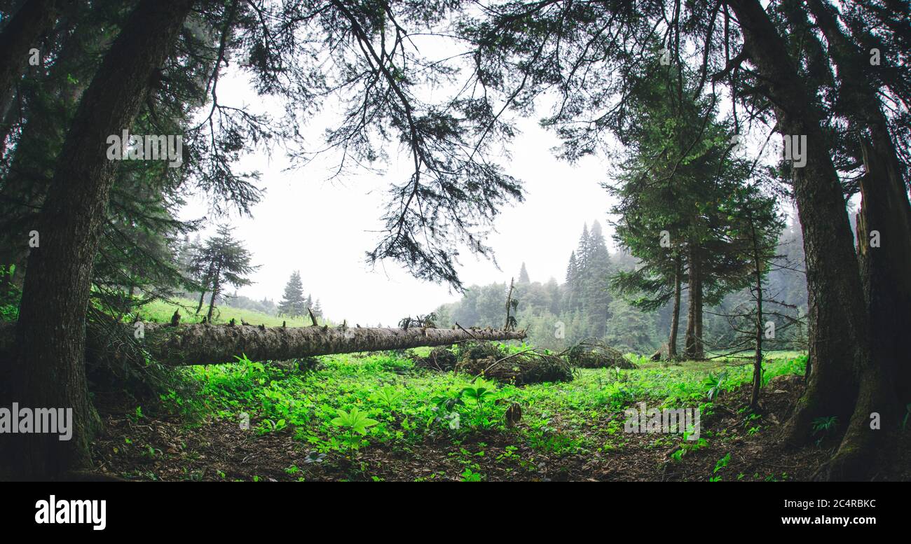 Chopping fallen tree in forest hi-res stock photography and images - Alamy