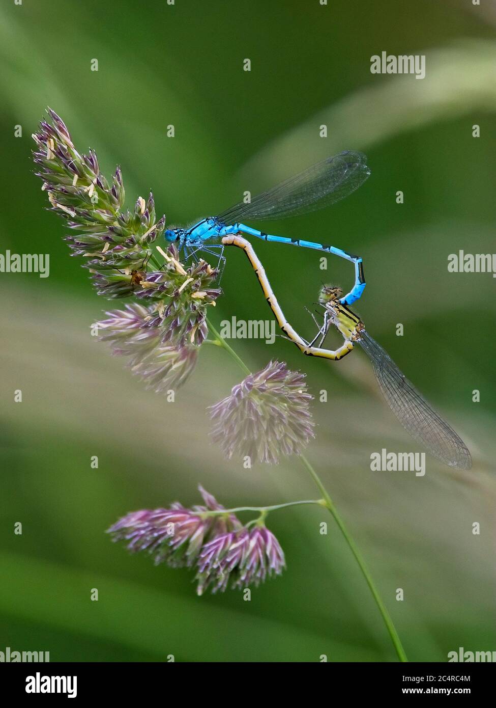 Common blue damselflies mating on a flower Stock Photo - Alamy