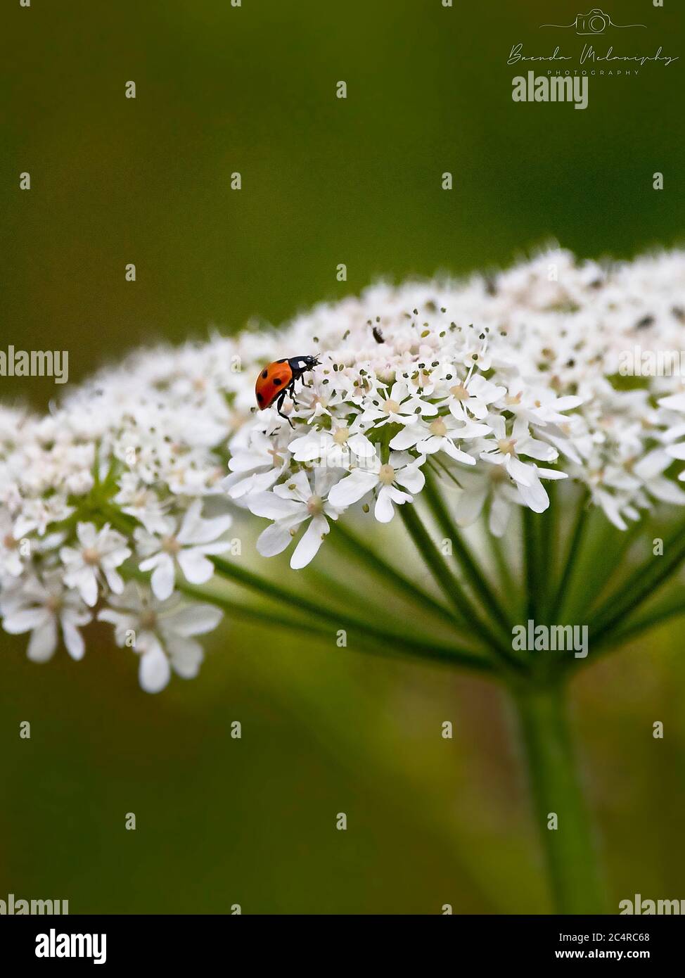Red and black ladybird resting on a white flower Stock Photo - Alamy