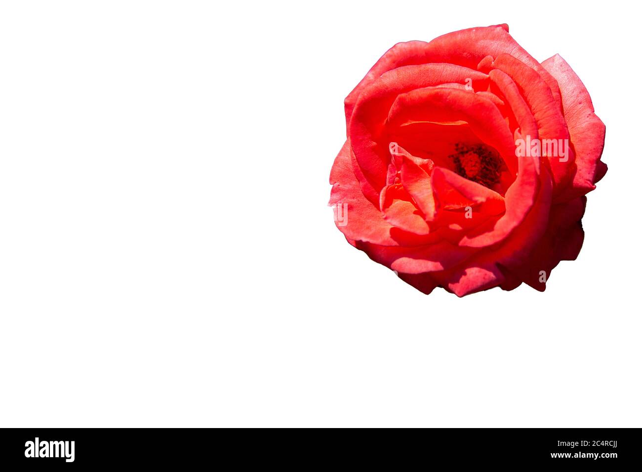 Single rose on ground hi-res stock photography and images - Alamy