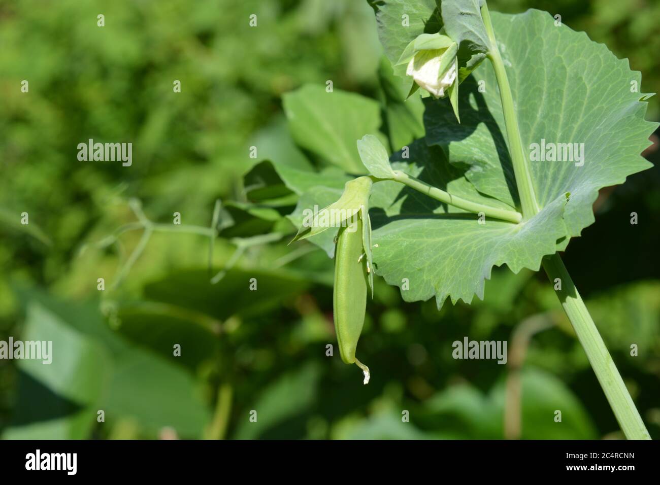 Pea Sugar Ann, organic sugarsnap pea pods ripening on the vine, ready ...