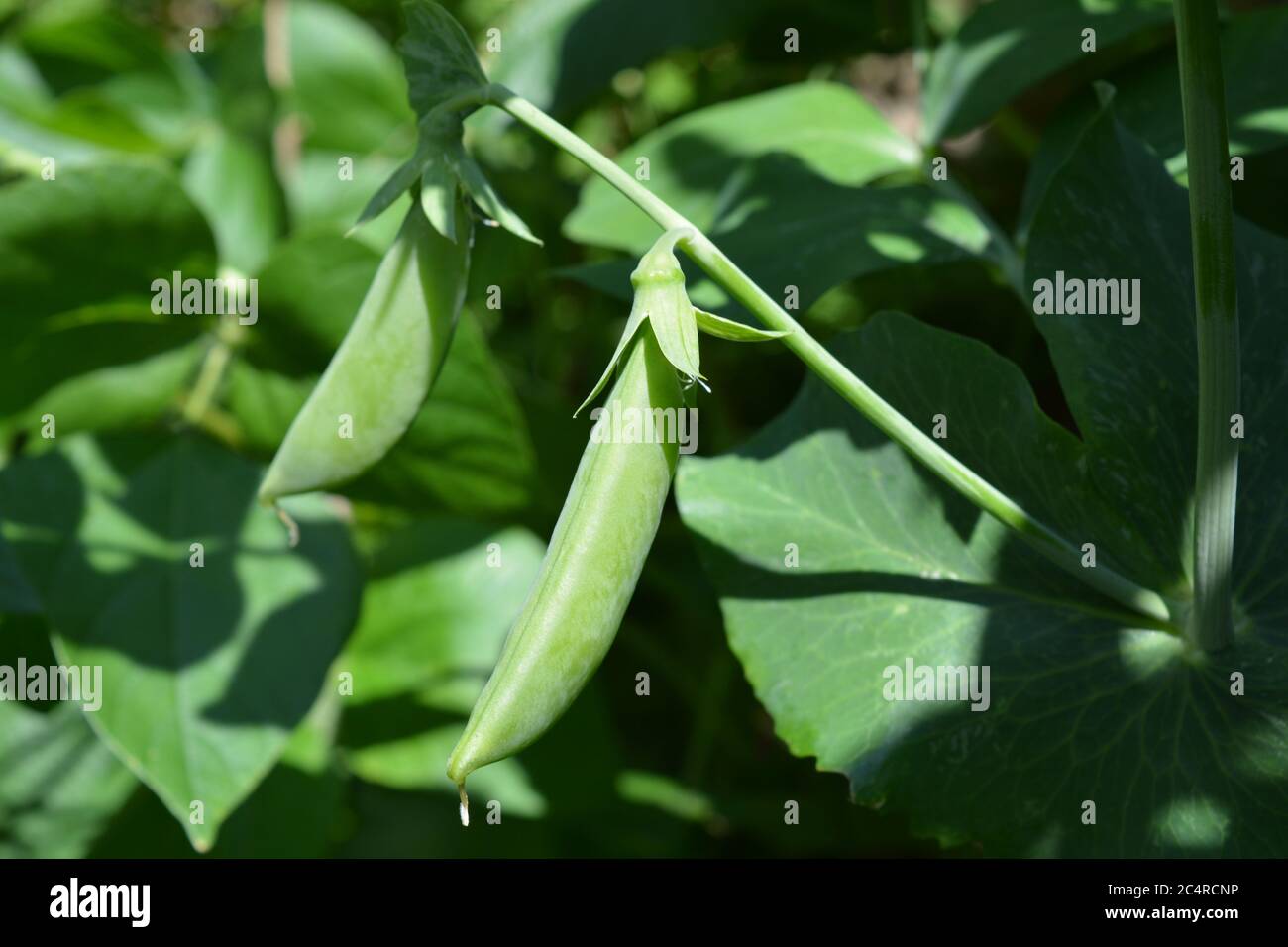 Sugar ann pea hi-res stock photography and images - Alamy
