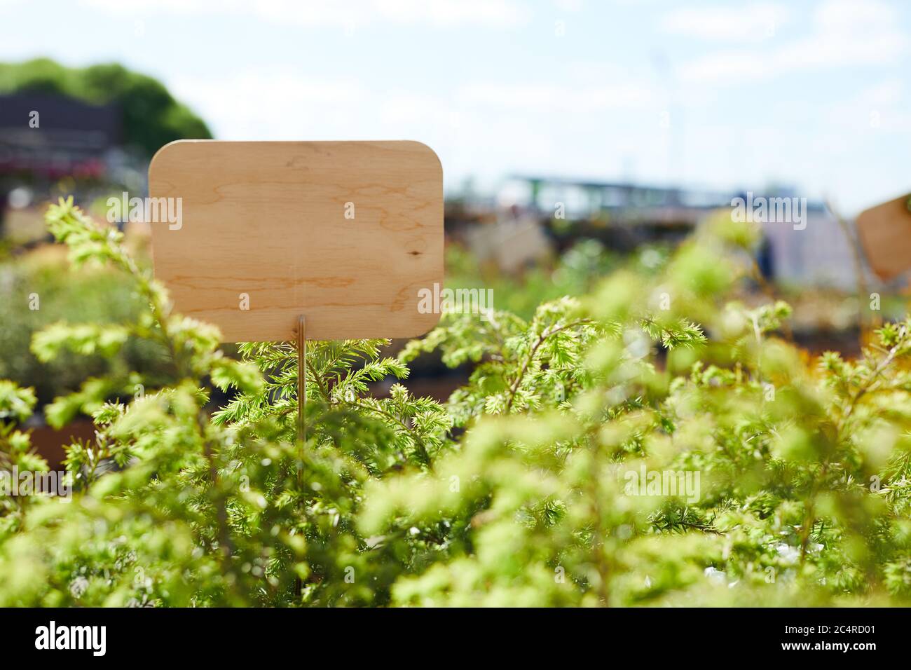 Background image of blank wooden sign in green branches at tree ...