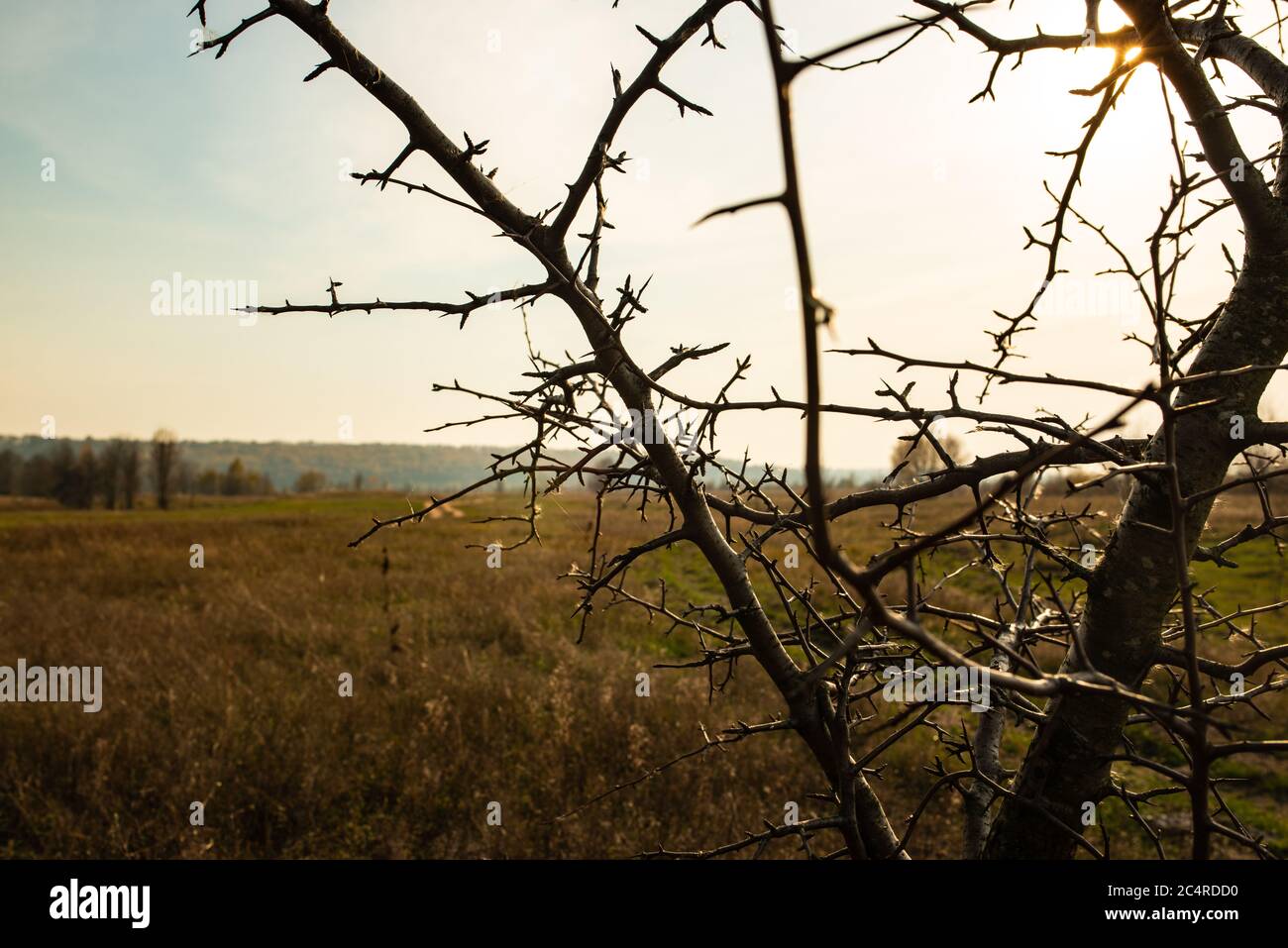 Old oak tree without leaves hi-res stock photography and images - Alamy