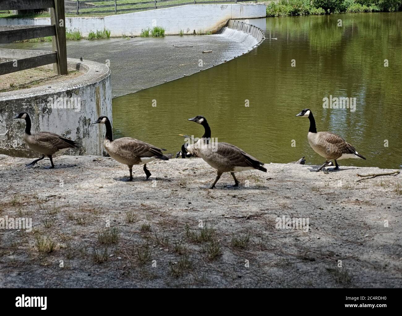 Four Canada geese (Branta canadensis) gather at a lake in Trap Pond ...