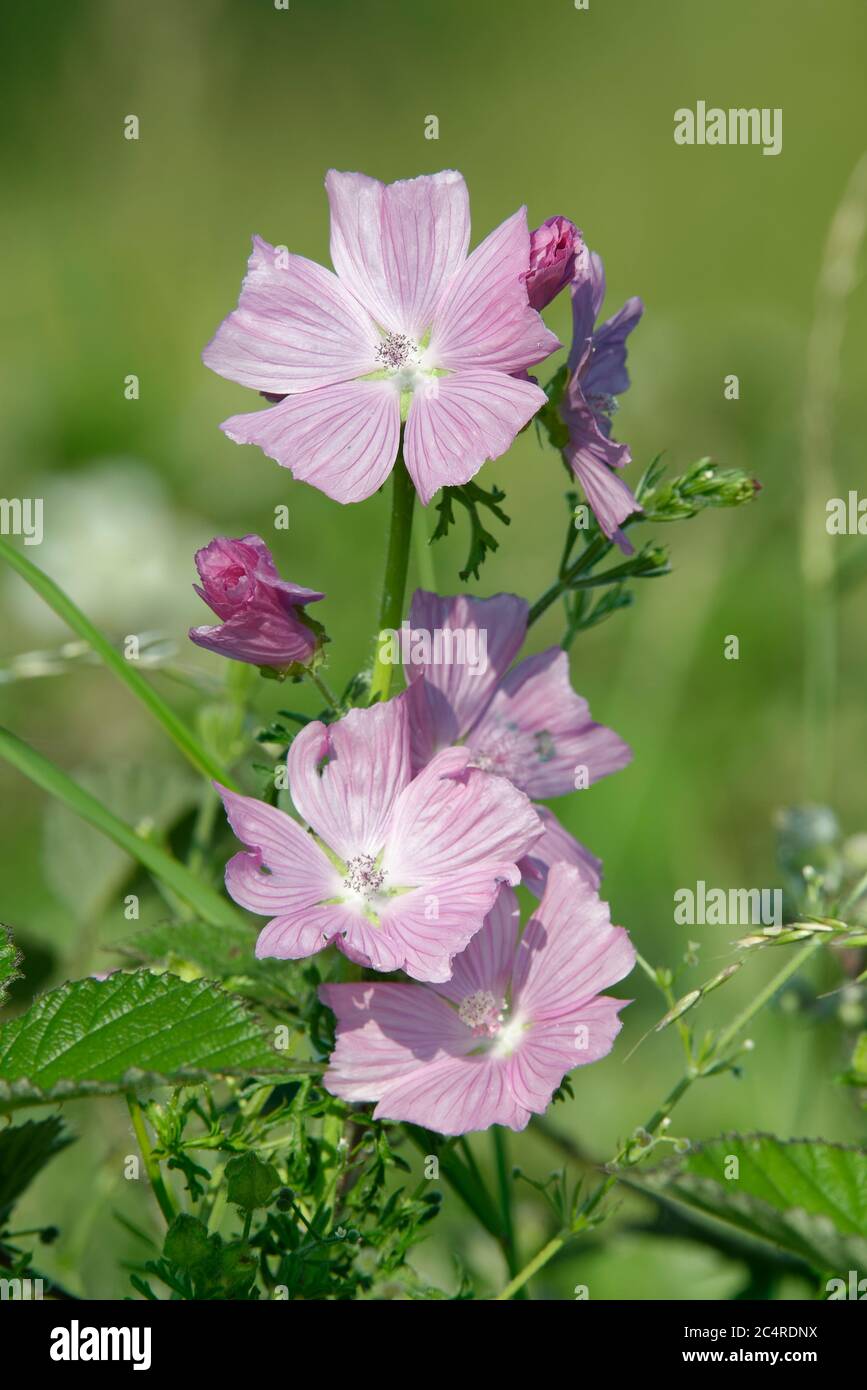 Pink musk flower hi-res stock photography and images - Alamy