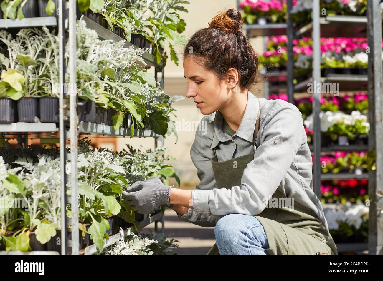 Side view portrait of young female worker caring for flowers and plants ...