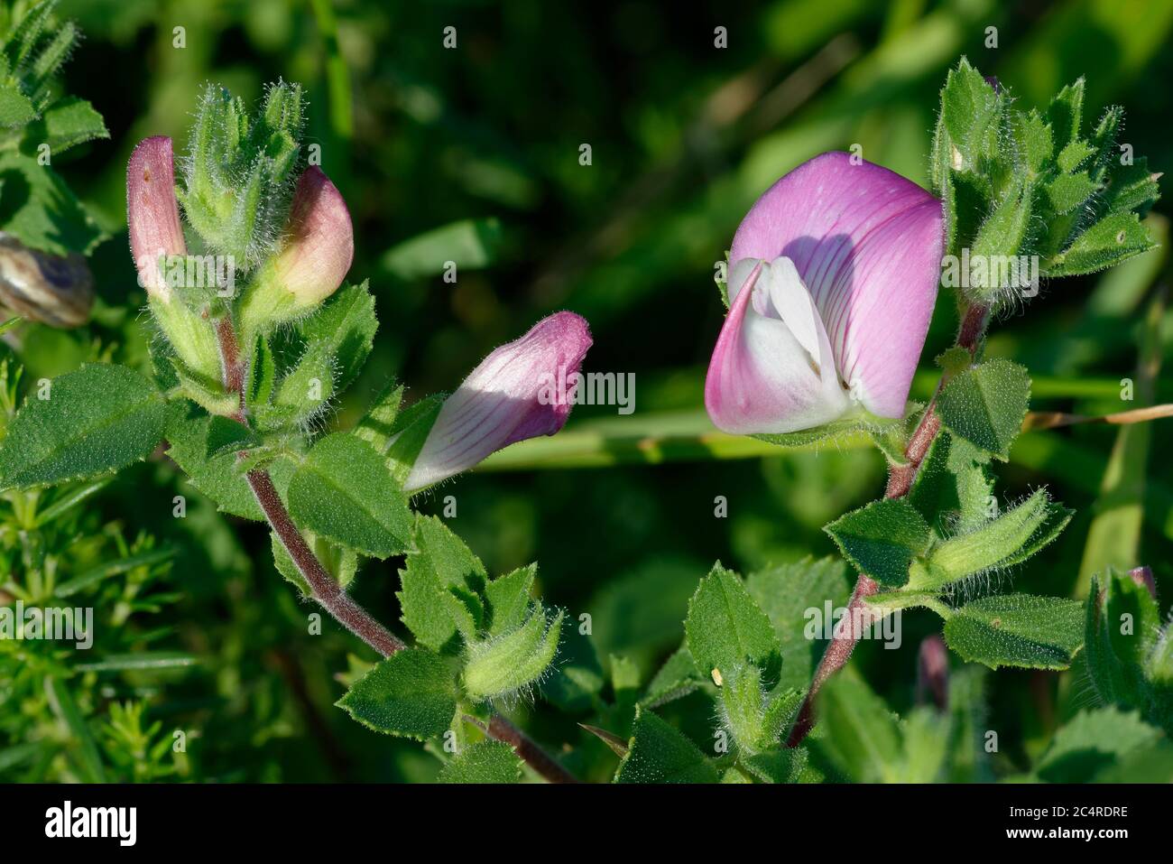 Common Restharrow - Ononis repens Stock Photo - Alamy