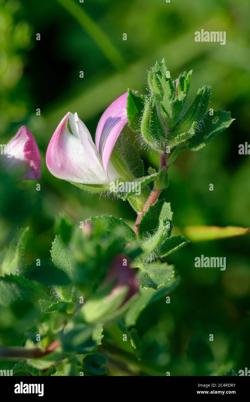 Common Restharrow - Ononis repens Plant of rought grassland Stock Photo ...