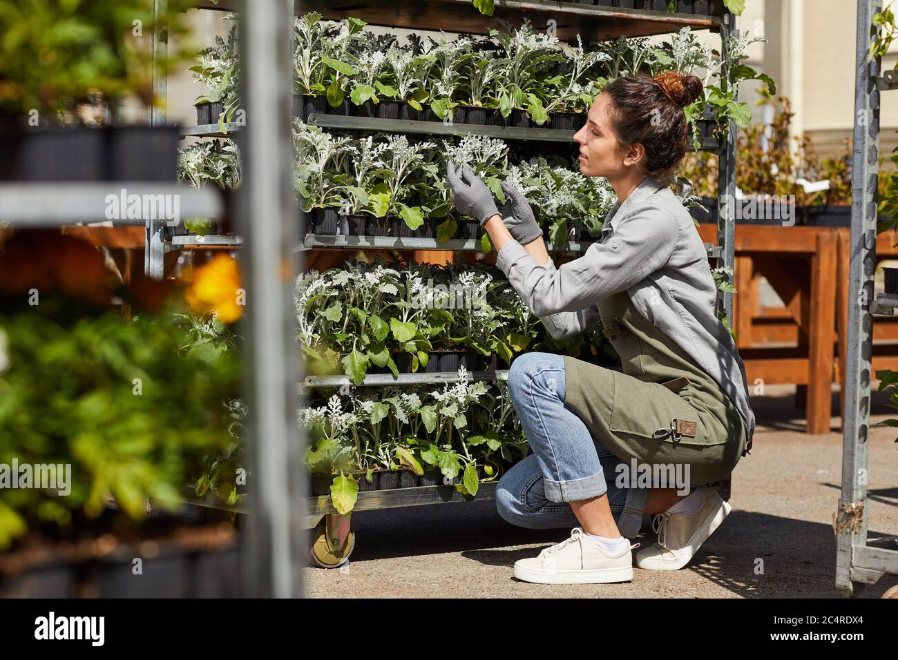 Full length portrait of young female worker caring for plants in nursery greenhouse at modern ...