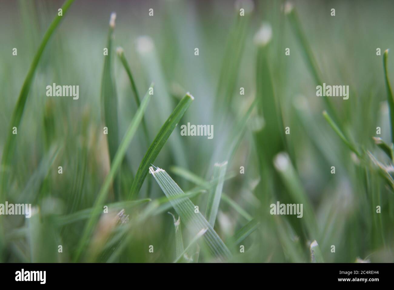 Lawn overrun hi-res stock photography and images - Alamy
