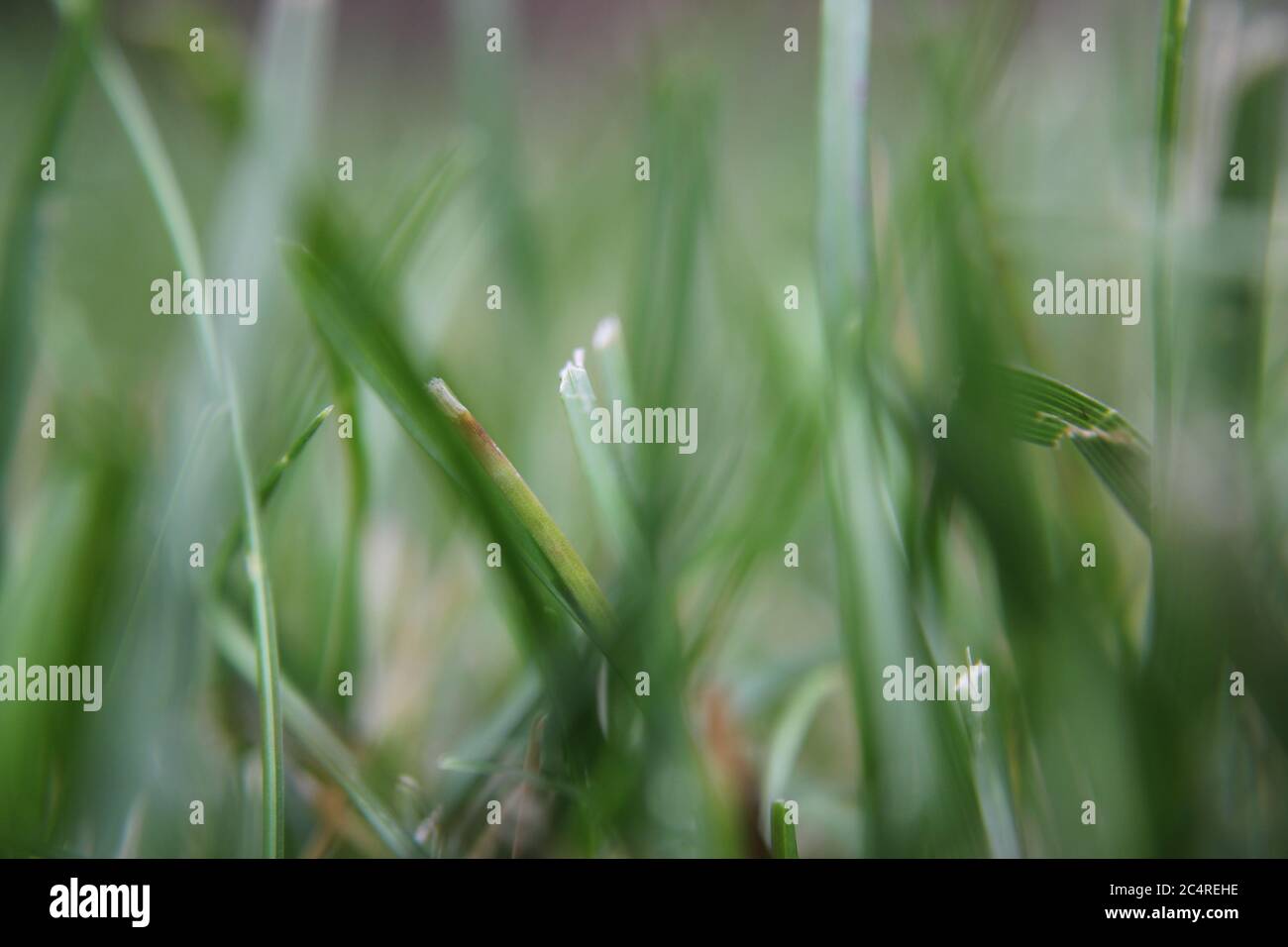 Lawn overrun hi-res stock photography and images - Alamy