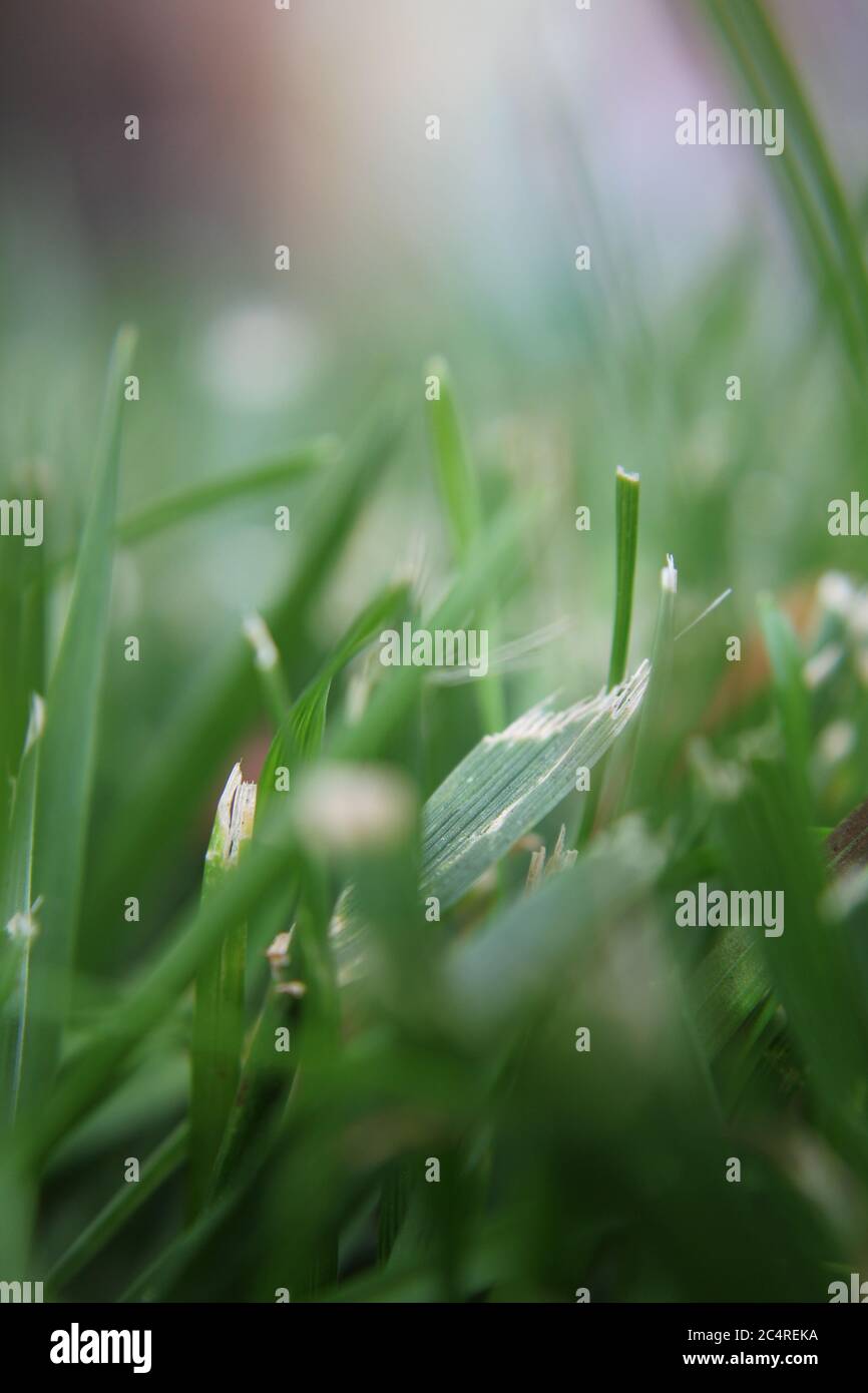 Lawn overrun hi-res stock photography and images - Alamy