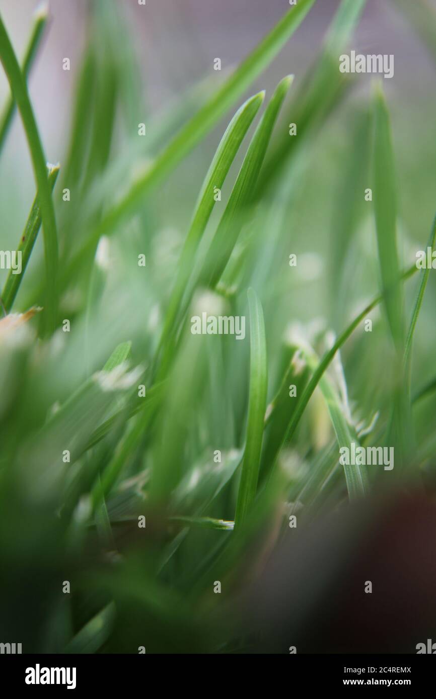 Lawn overrun hi-res stock photography and images - Alamy