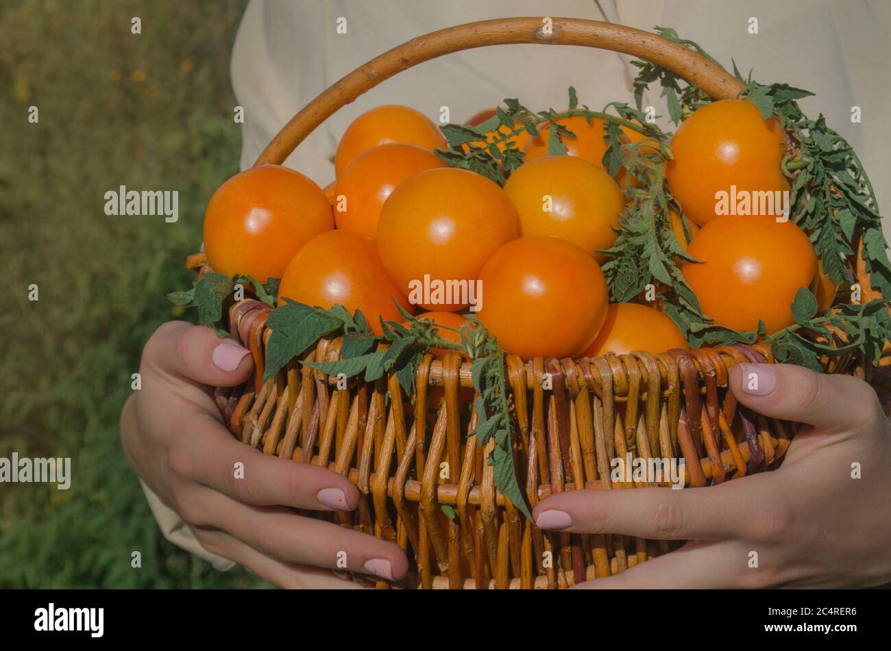 Tomato growers working with harvest in greenhouse. Woman's hands are ...